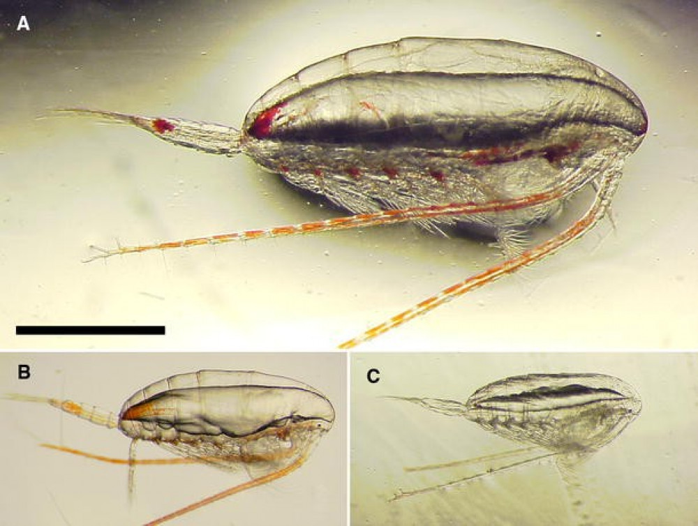 Lợi Ích Tuyệt Vời Của Calanus finmarchicus Đối Với Sự Phát Triển Bền ...