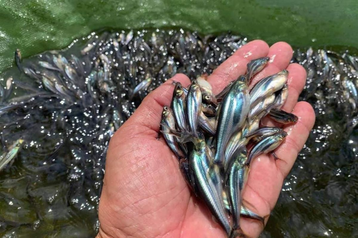 Cá Tra và Những Thức Thức Trong Công Tác Phòng Bệnh: Hiện Trạng và Giải ...