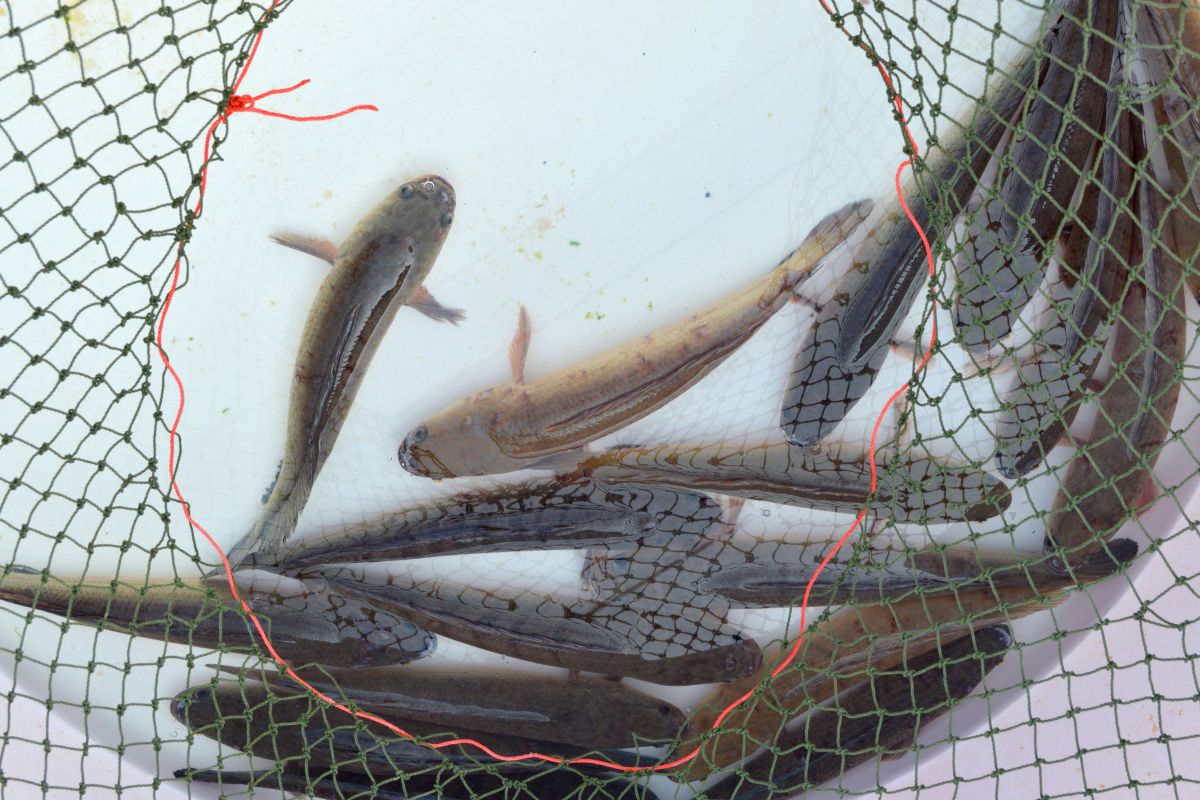 Nâng Cao Hiệu Quả Ương Cá Lóc Thâm Canh: Sự Kết Hợp Hoàn Hảo Giữa Khoa ...