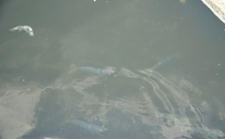 Mưa To Khiến Tôm Bơi Lờ Đờ: Nguyên Nhân và Biện Pháp Xử Lý Hiệu Quả